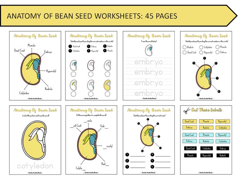 BEAN SEED ANATOMY: Montessori 3 Parts Card and 45 Pages Worksheet ...