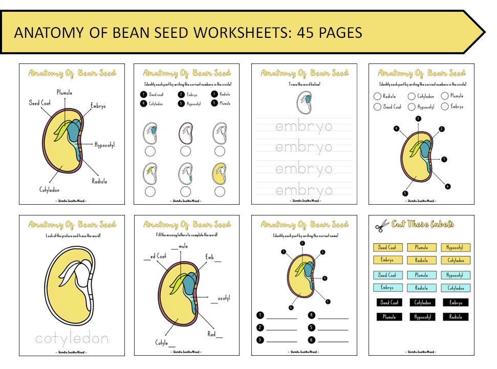 BEAN SEED ANATOMY: Montessori 3 Parts Card and 45 Pages Worksheet ...