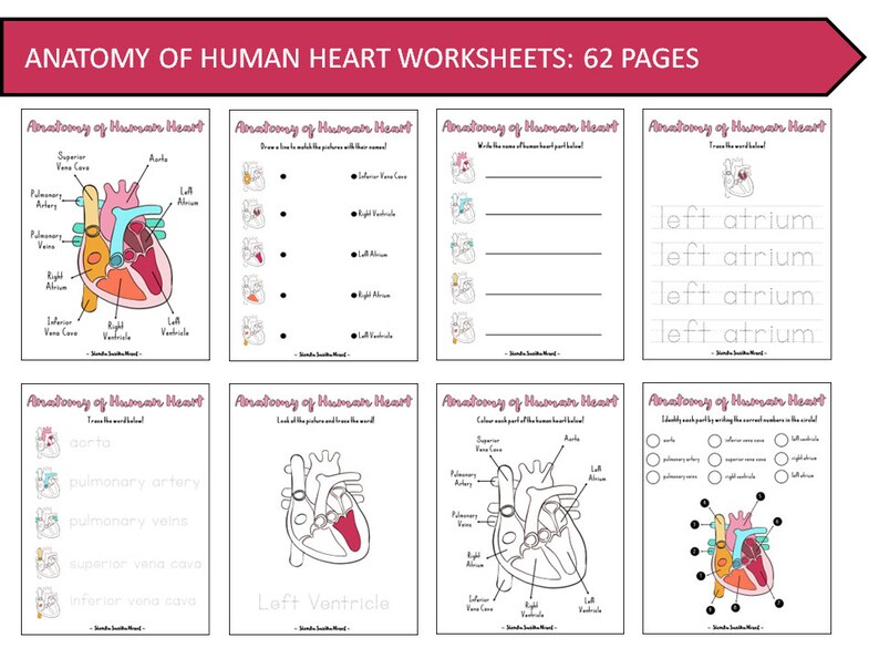 HUMAN HEART ANATOMY: Montessori 3 Parts Card and 62 Pages Worksheet ...