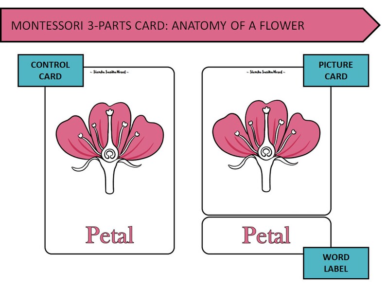 ANATOMY of A FLOWER: Montessori 3 Parts Card and 50 Pages Worksheet ...