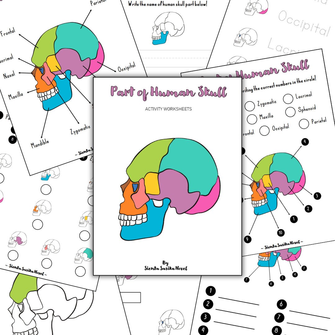 HUMAN SKULL: Montessori 3 Parts Card and 68 Pages Worksheet | Skull ...