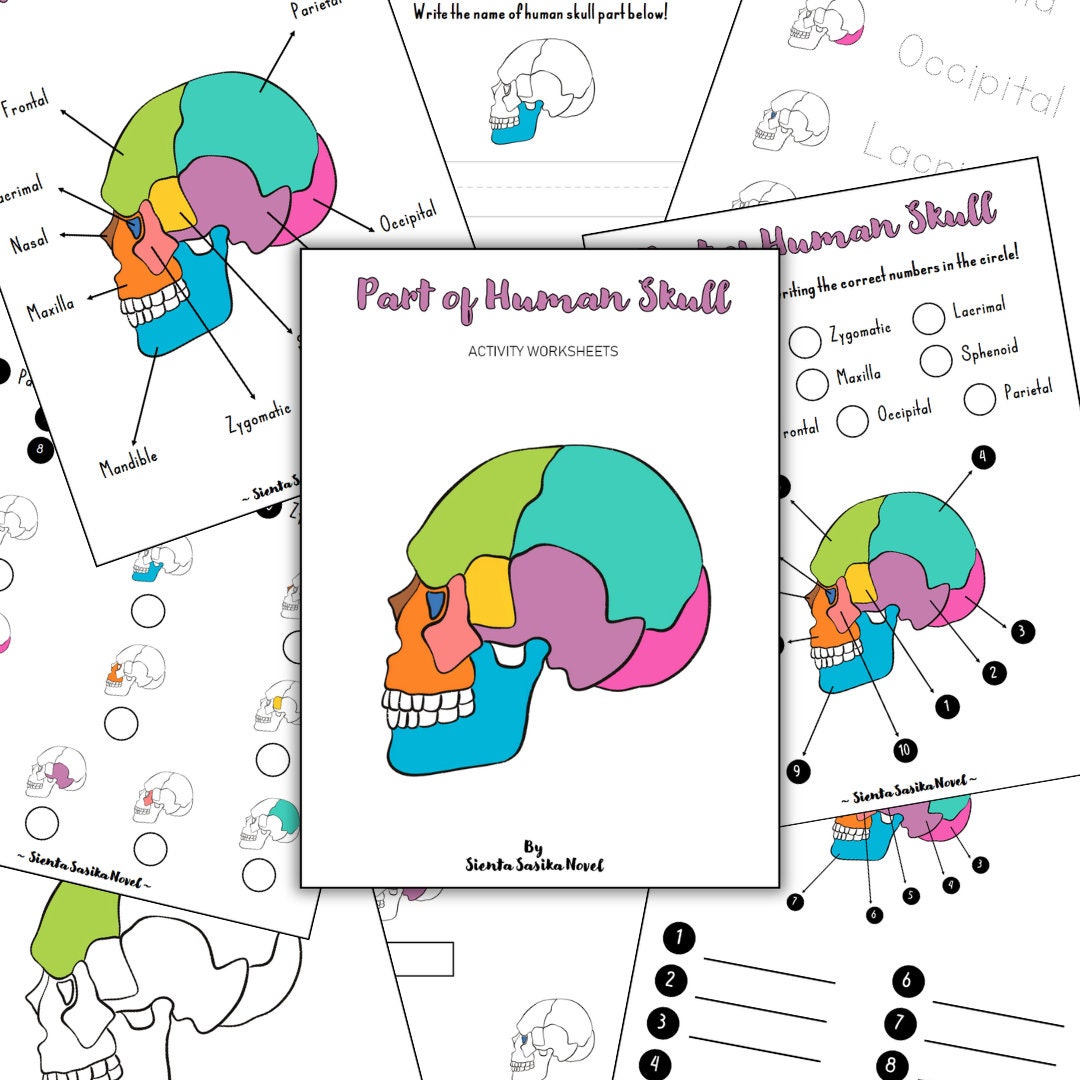 Human Skull Anatomy: Montessori 3-part Cards & Worksheet (PDF) - Etsy