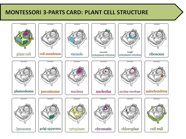 PLANT CELL STRUCTURE: Montessori 3 Parts Card and 115 Pages Worksheet ...