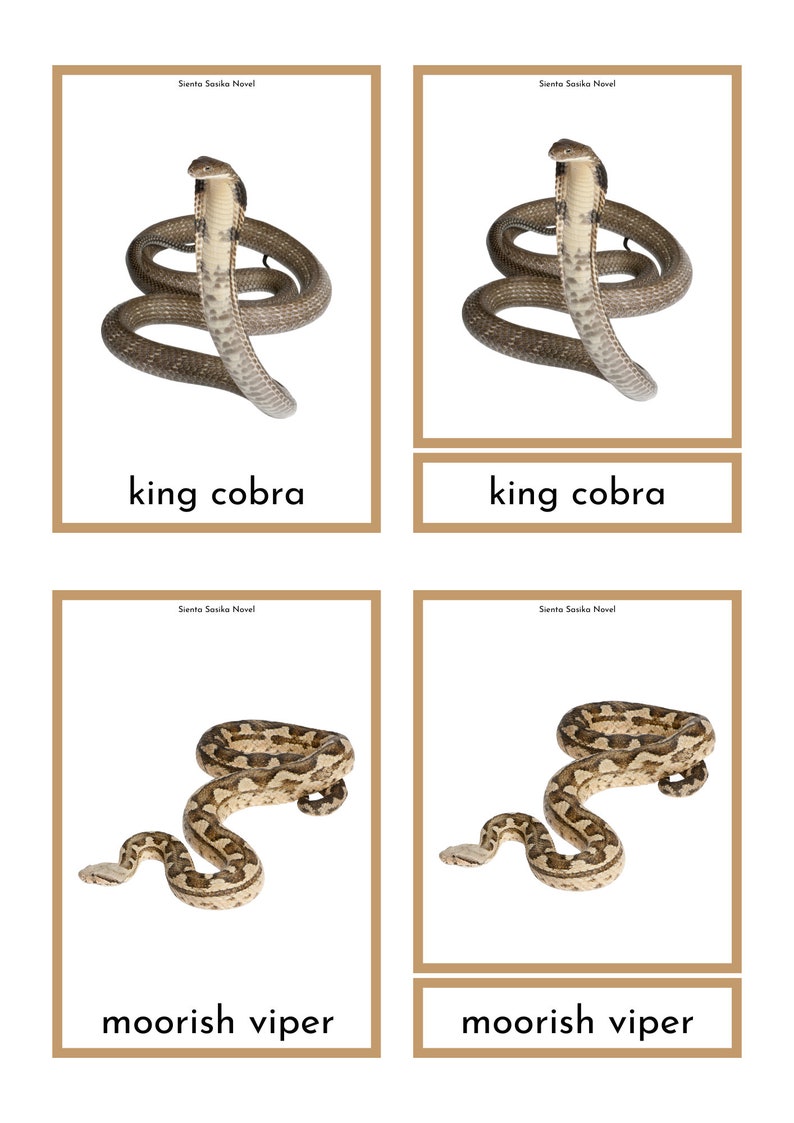 MONTESSORI 3 PARTS CARD: Real Picture of Reptiles| Homeschool, Home ...