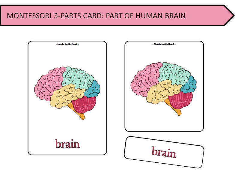 HUMAN BRAIN: Montessori 3 Parts Card and 48 Worksheet Pages | Human ...