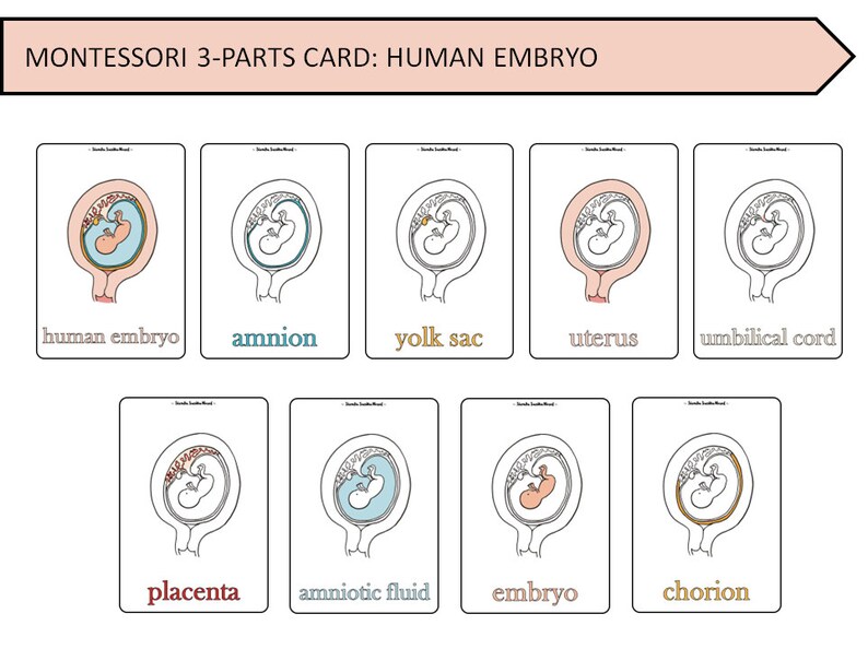 HUMAN EMBRYO: Montessori 3 Parts Card and 60 Pages Worksheet | Human ...