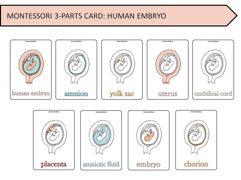 HUMAN EMBRYO: Montessori 3 Parts Card and 60 Pages Worksheet | Human ...
