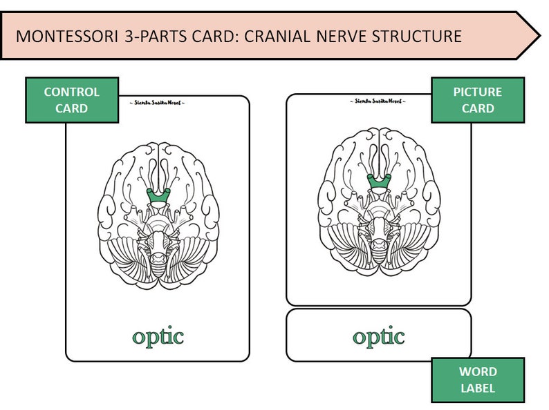 Cranial Nerve Structure: Montessori 3-part Cards & Worksheets ...