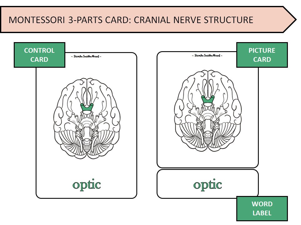 CRANIAL NERVE STRUCTURE: Montessori 3 Parts Card and 80 Worksheet Pages ...