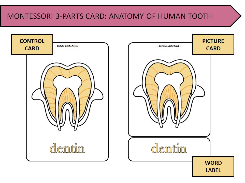 ANATOMY of HUMAN TOOTH: Montessori 3 Parts Card and 40 Pages Worksheet ...