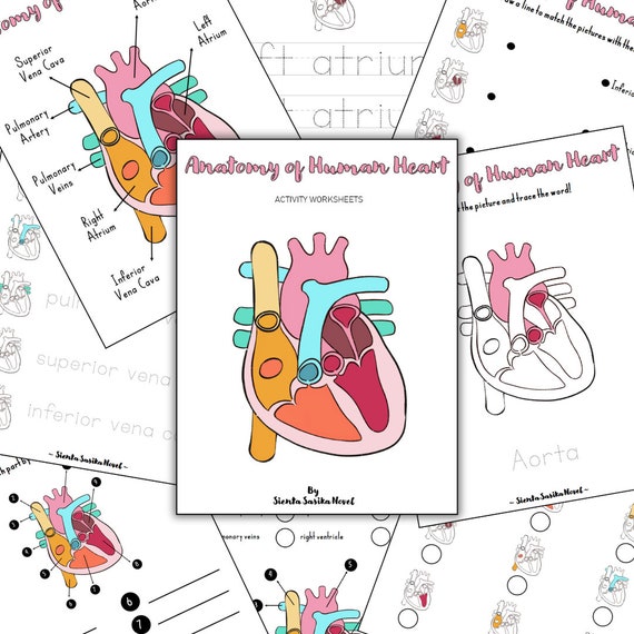 Carte Du Coeur Humain Le Coeur Anatomie Et Fonctionnement
