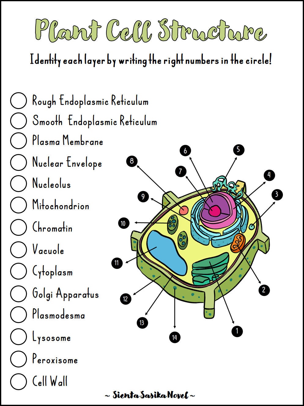 PLANT CELL STRUCTURE: Montessori 3 Parts Card and 115 Pages - Etsy