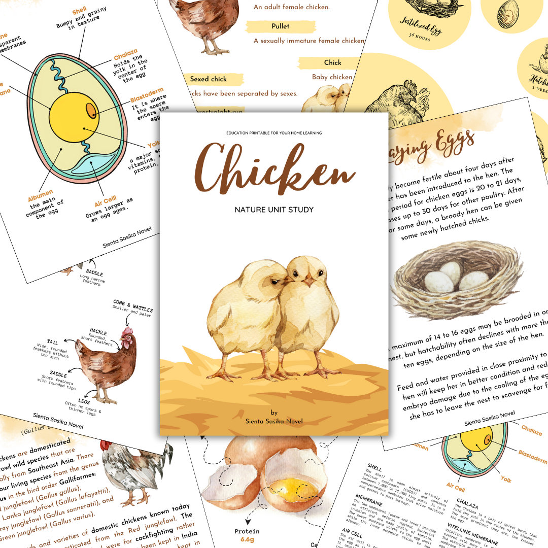 Chicken Nature Unit Study: Homeschool Printable (215 Pages) (instant ...