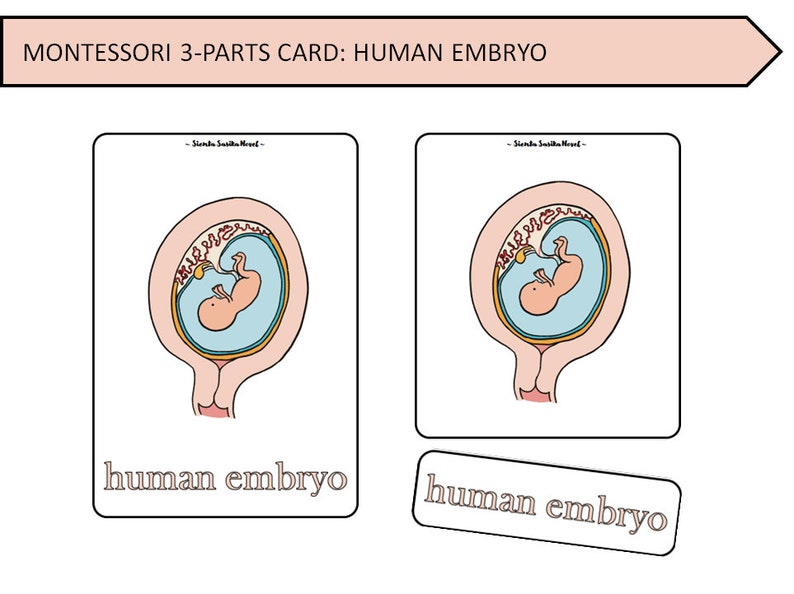 HUMAN EMBRYO: Montessori 3 Parts Card and 60 Pages Worksheet | Human ...