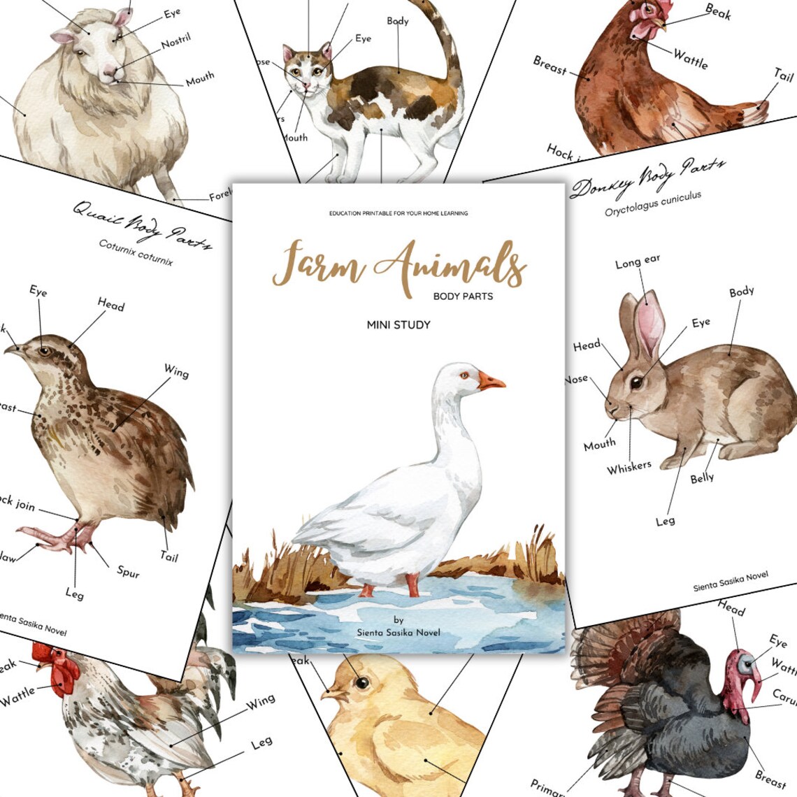 MINI STUDY: Farm Animals Body Parts Total 470 Pages Anatomy Morphology ...