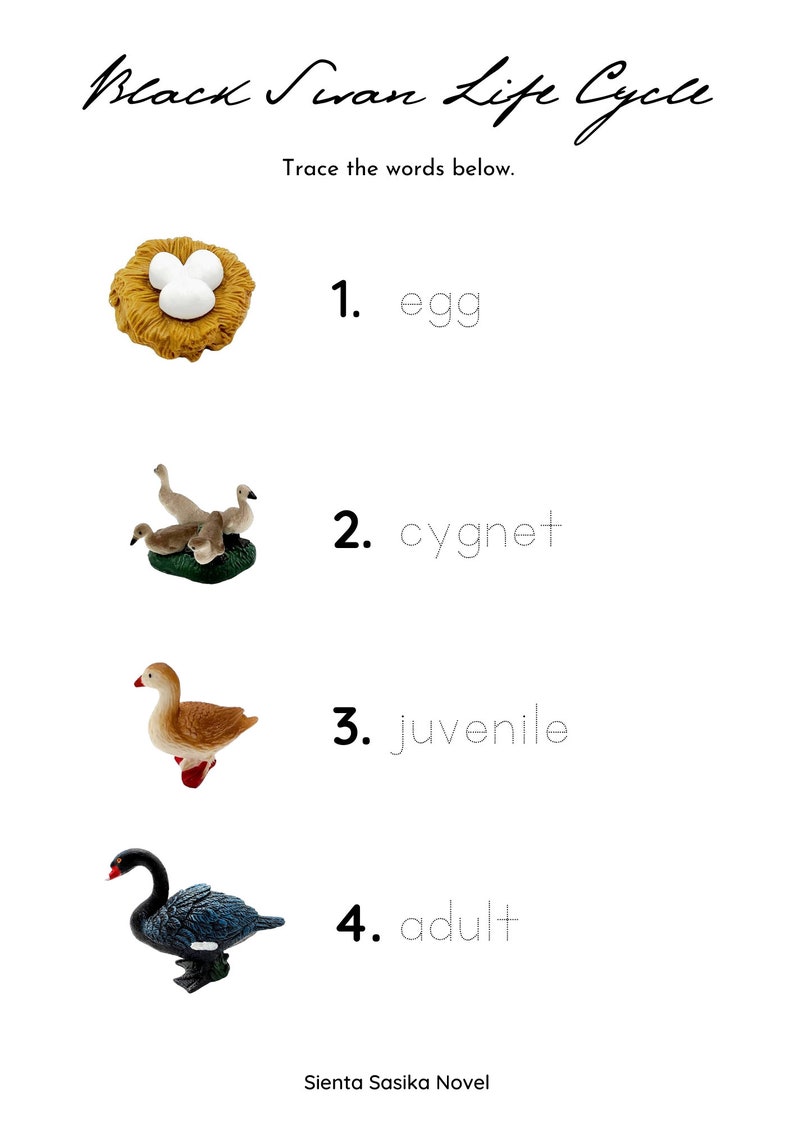 LIFE CYCLE: Black Swan Life Cycle for Your Figurine Life Cycle Material ...