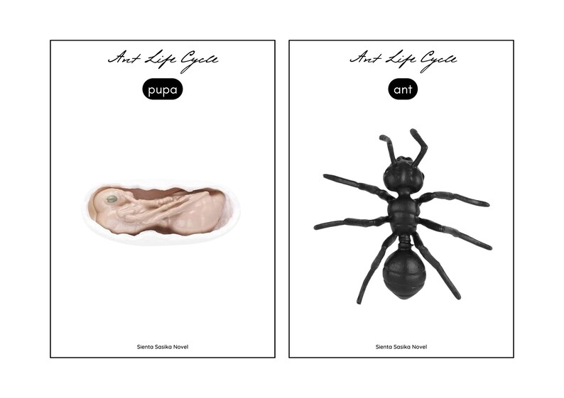 Ant Life Cycle Printable: Montessori Cards & Worksheets (PDF Files) - Etsy