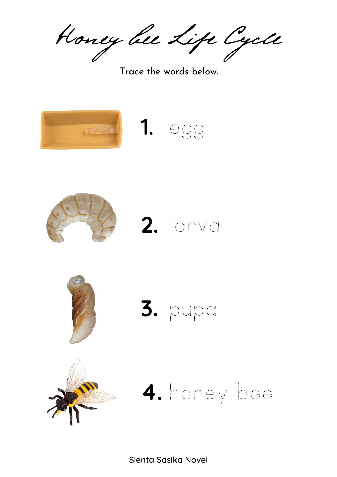 LIFE CYCLE: Honey Bee Life Cycle for Your Figurine Life Cycle Material ...
