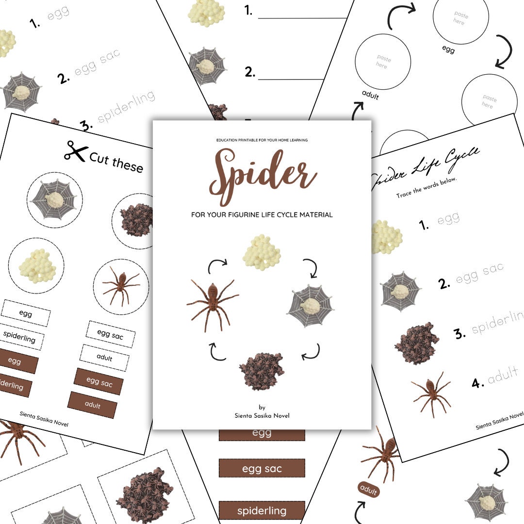 LIFE CYCLE: Spider Life Cycle for Your Figurine Life Cycle Material ...