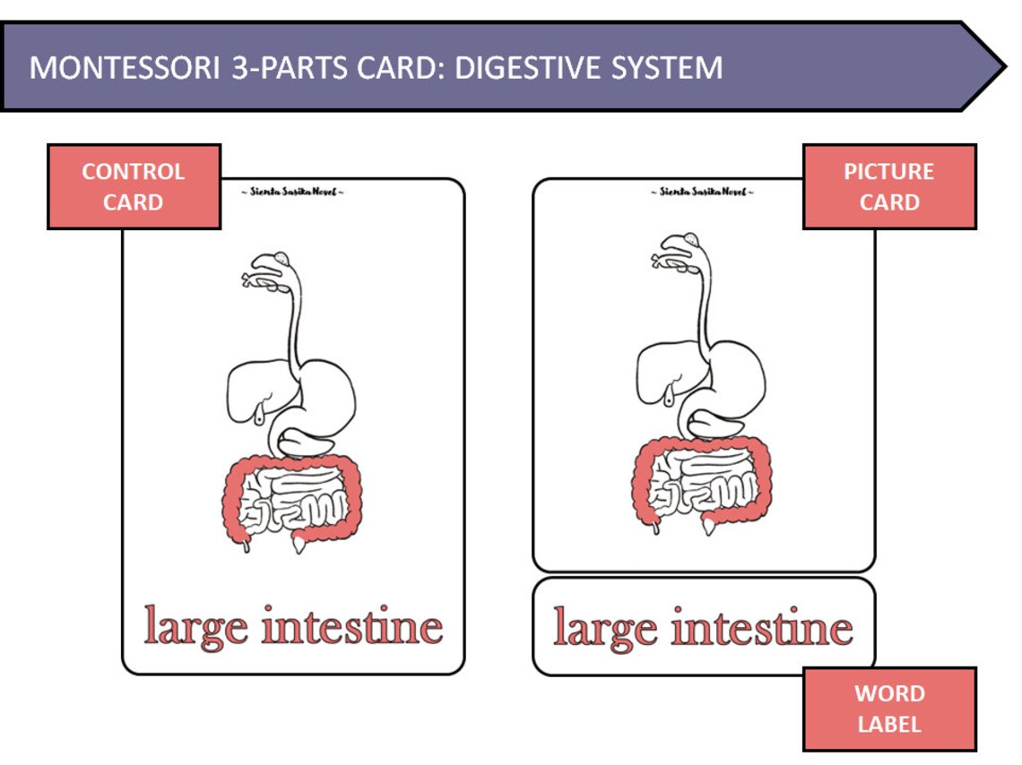 DIGESTIVE SYSTEM: Montessori 3 Parts Card and 85 Pages Worksheet ...