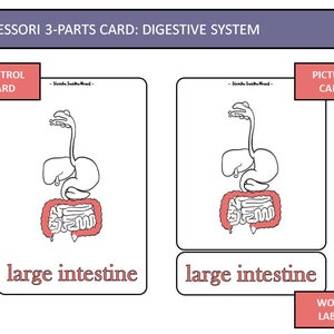 Digestive System Montessori 3-part Cards & Worksheets (PDF) - Etsy