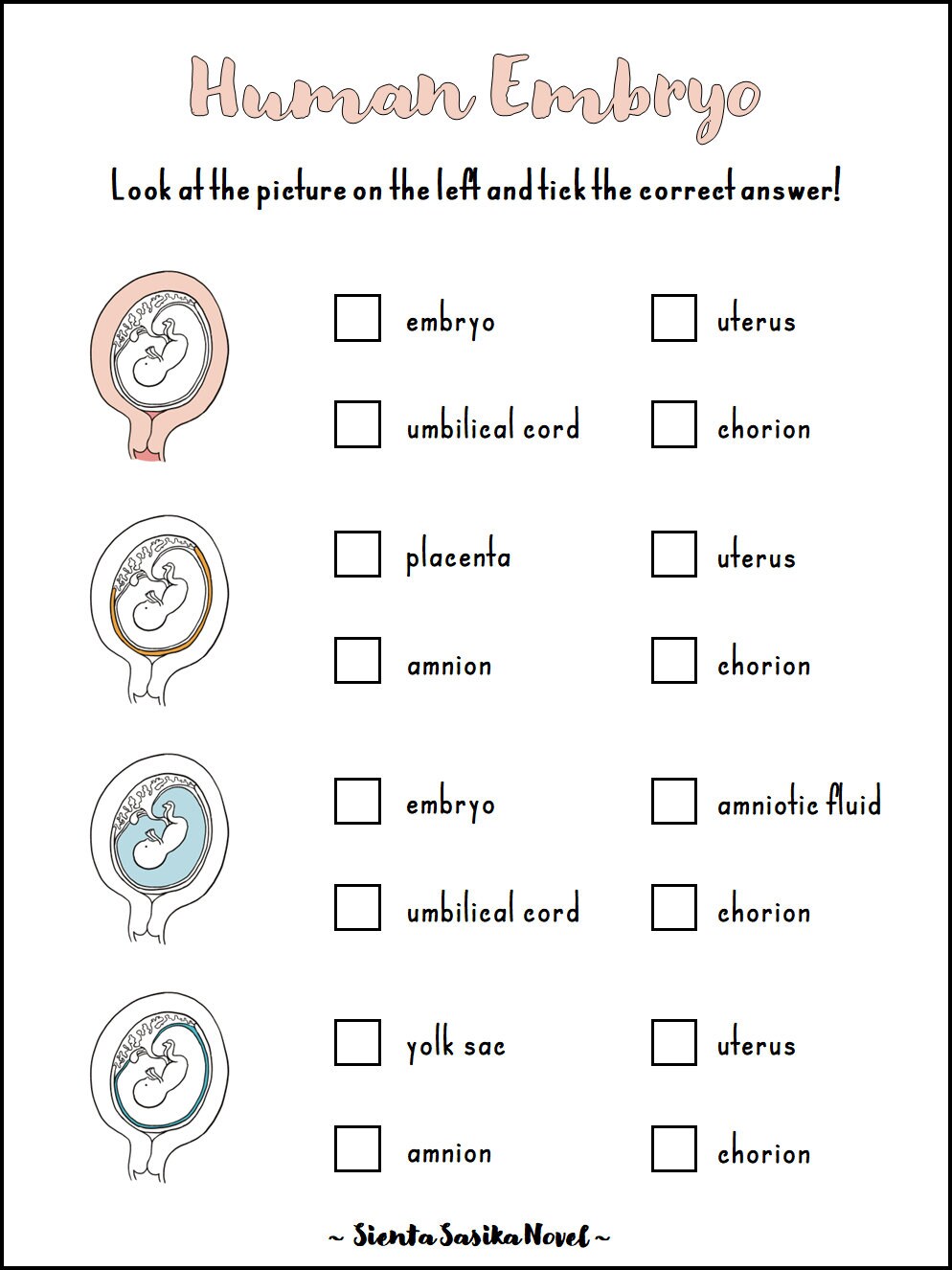 HUMAN EMBRYO: Montessori 3 Parts Card and 60 Pages Worksheet - Etsy