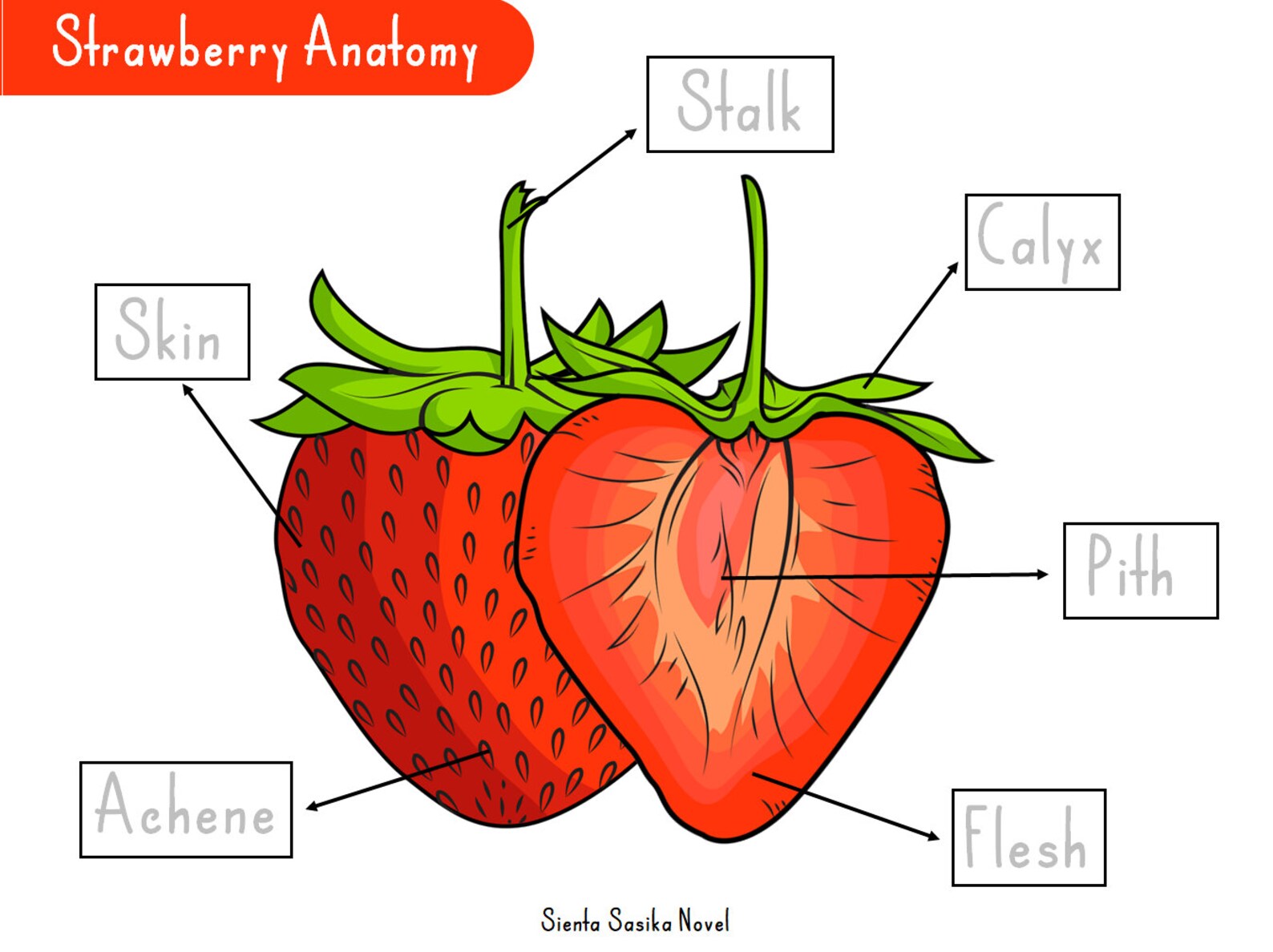 PRESCHOOL: Fruits Anatomy Anatomy Map, Fruits Anatomy Map ...