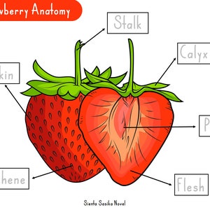 PRESCHOOL: Fruits Anatomy Anatomy Map, Fruits Anatomy Map ...