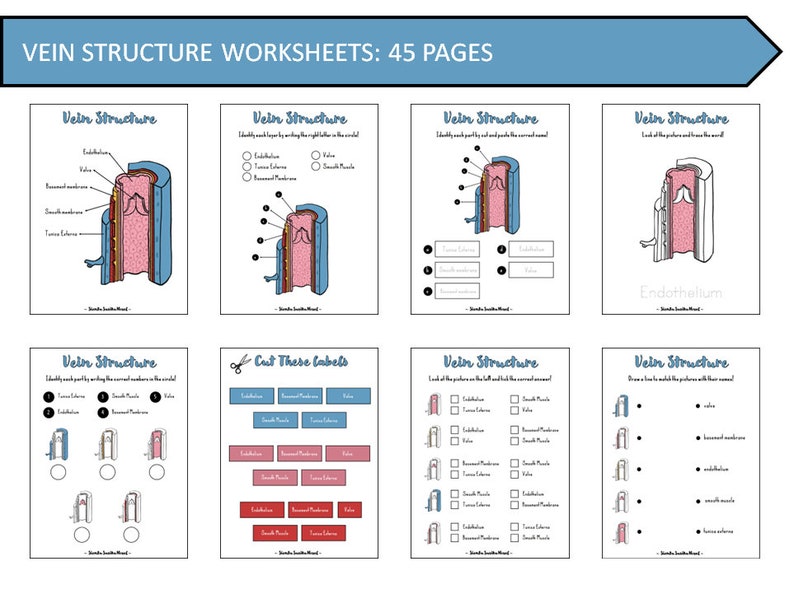 VEIN STRUCTURE: Montessori 3 Parts Card and 45 Pages Worksheet ...