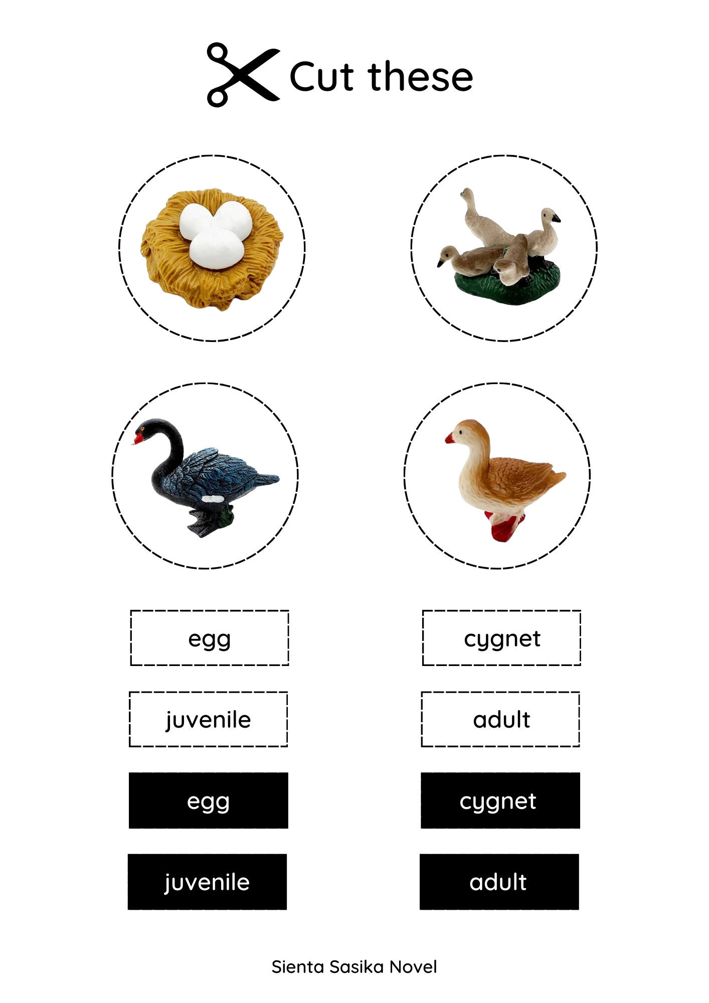 LIFE CYCLE: Black Swan Life Cycle for Your Figurine Life Cycle Material ...