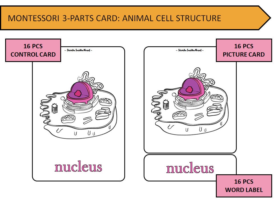 ANIMAL CELL STRUCTURE: Montessori 3 Parts Card and 114 Worksheet Pages ...
