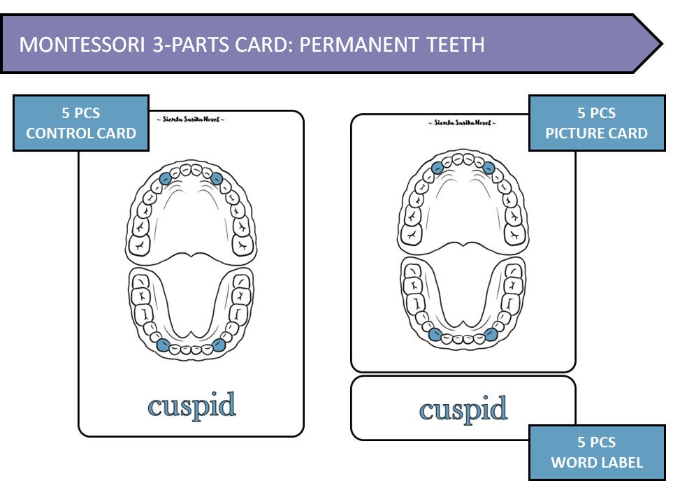 PERMANENT TEETH: Montessori 3 Parts Card and 60 Pages Worksheet | Human ...