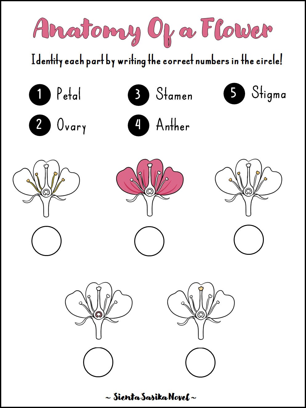 ANATOMY of A FLOWER: Montessori 3 Parts Card and 50 Pages - Etsy
