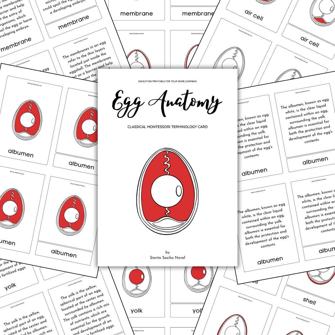 EGG ANATOMY: Classical Montessori Terminology Card | Egg Anatomy ...