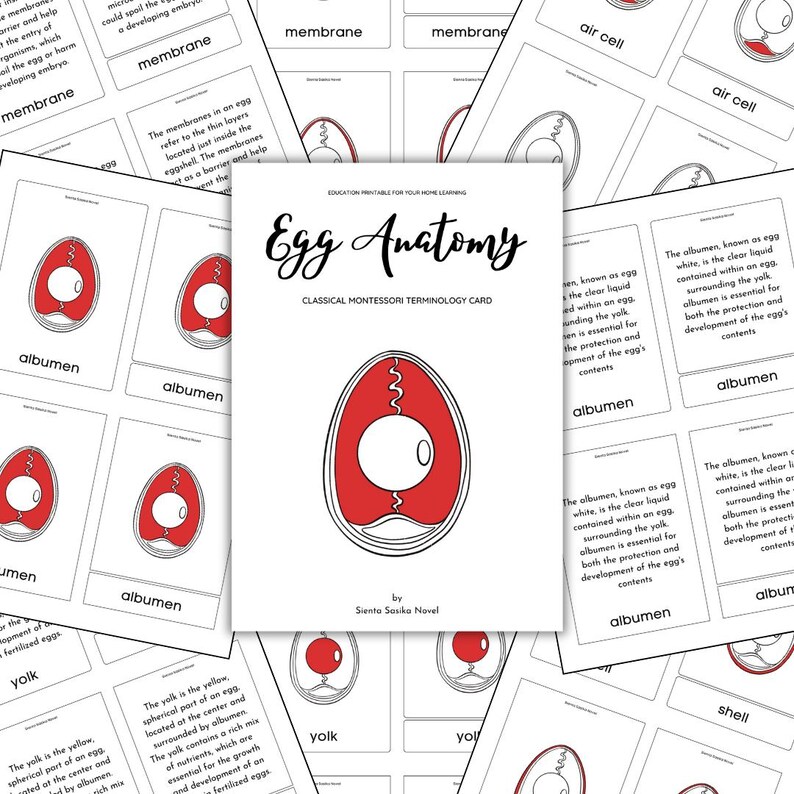 EGG ANATOMY: Classical Montessori Terminology Card | Egg Anatomy ...