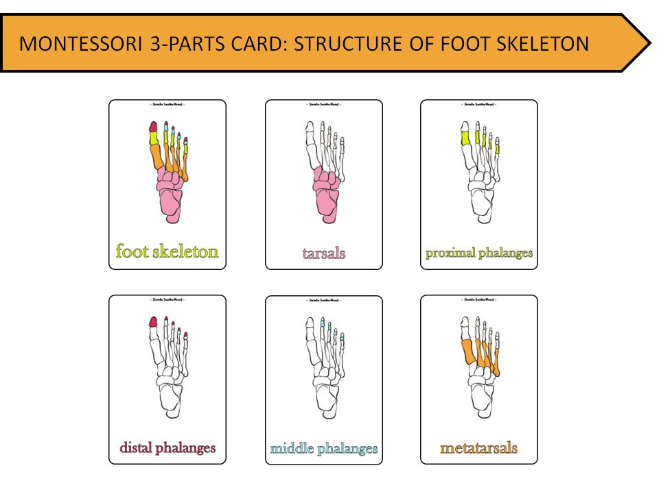 STRUCTURE of FOOT SKELETON: Montessori 3 Parts Card and 42 Worksheet ...