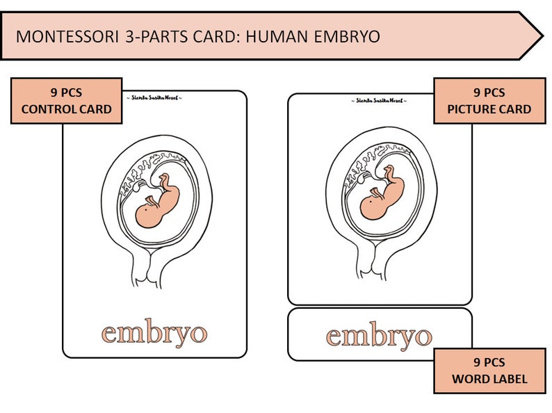 HUMAN EMBRYO: Montessori 3 Parts Card and 60 Pages Worksheet | Human ...