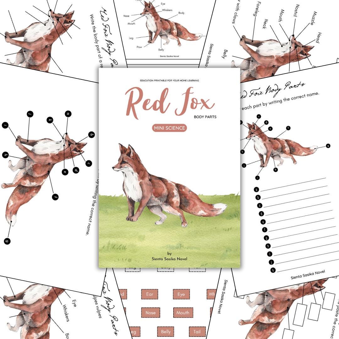 Mini Science: Learning Red Fox Body Parts, Animal Anatomy, Red Fox ...