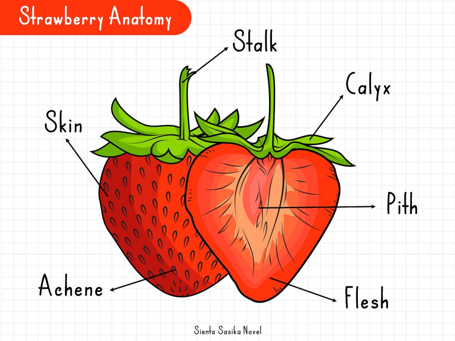 PRESCHOOL: Fruits Anatomy Anatomy Map, Fruits Anatomy Map ...