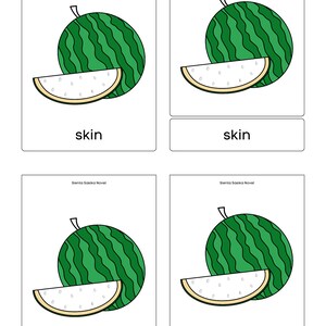 PART OF FRUIT: Watermelon Semangka Learning Anatomy of Fruit Botany ...