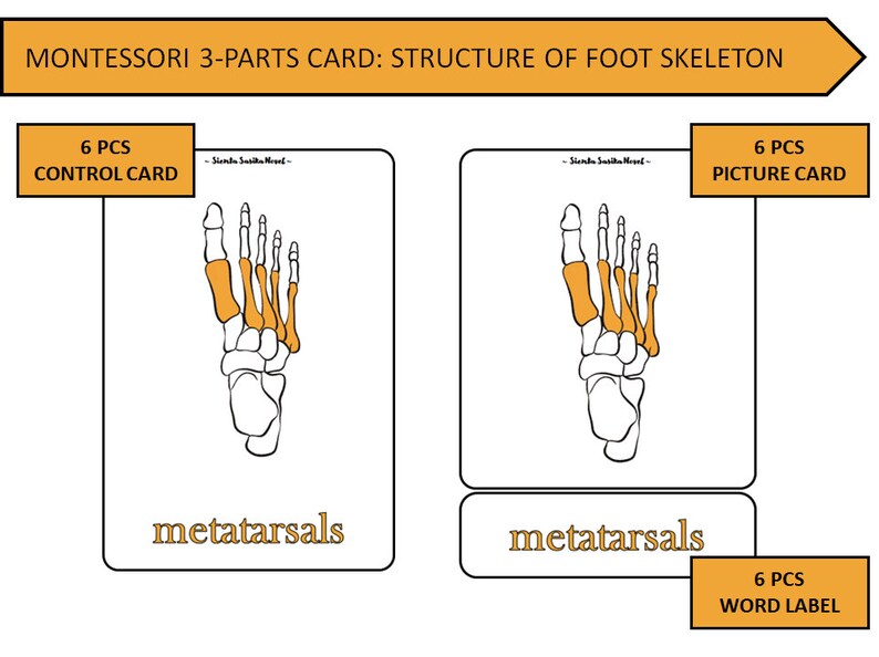 STRUCTURE of FOOT SKELETON: Montessori 3 Parts Card and 42 Worksheet ...