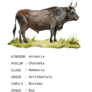 CATTLE UNIT STUDY [nature Unit Study] Total 272 Pages | Cow Unit Study ...