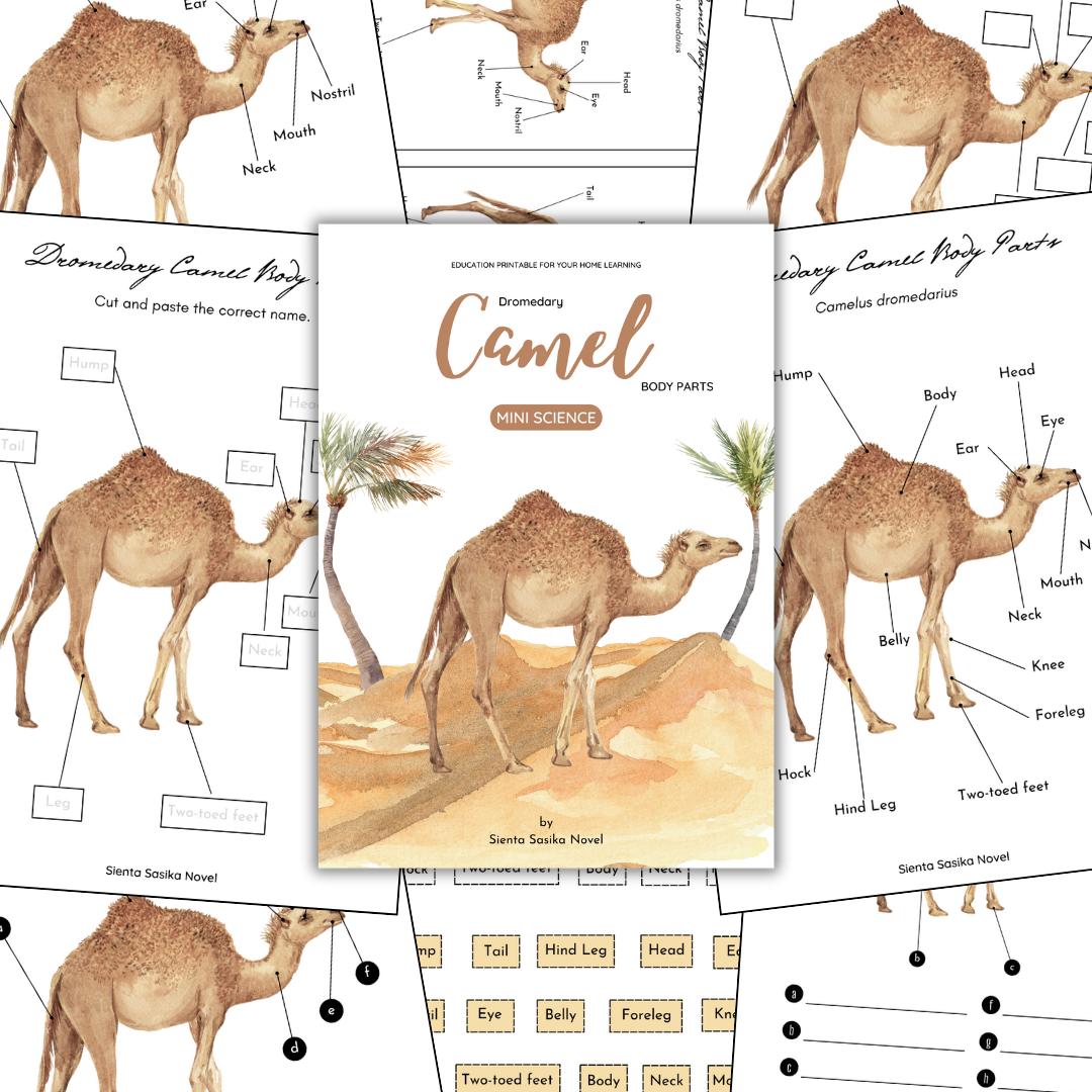 Camel Anatomy: Body Parts Learning Printable (PDF) - Etsy