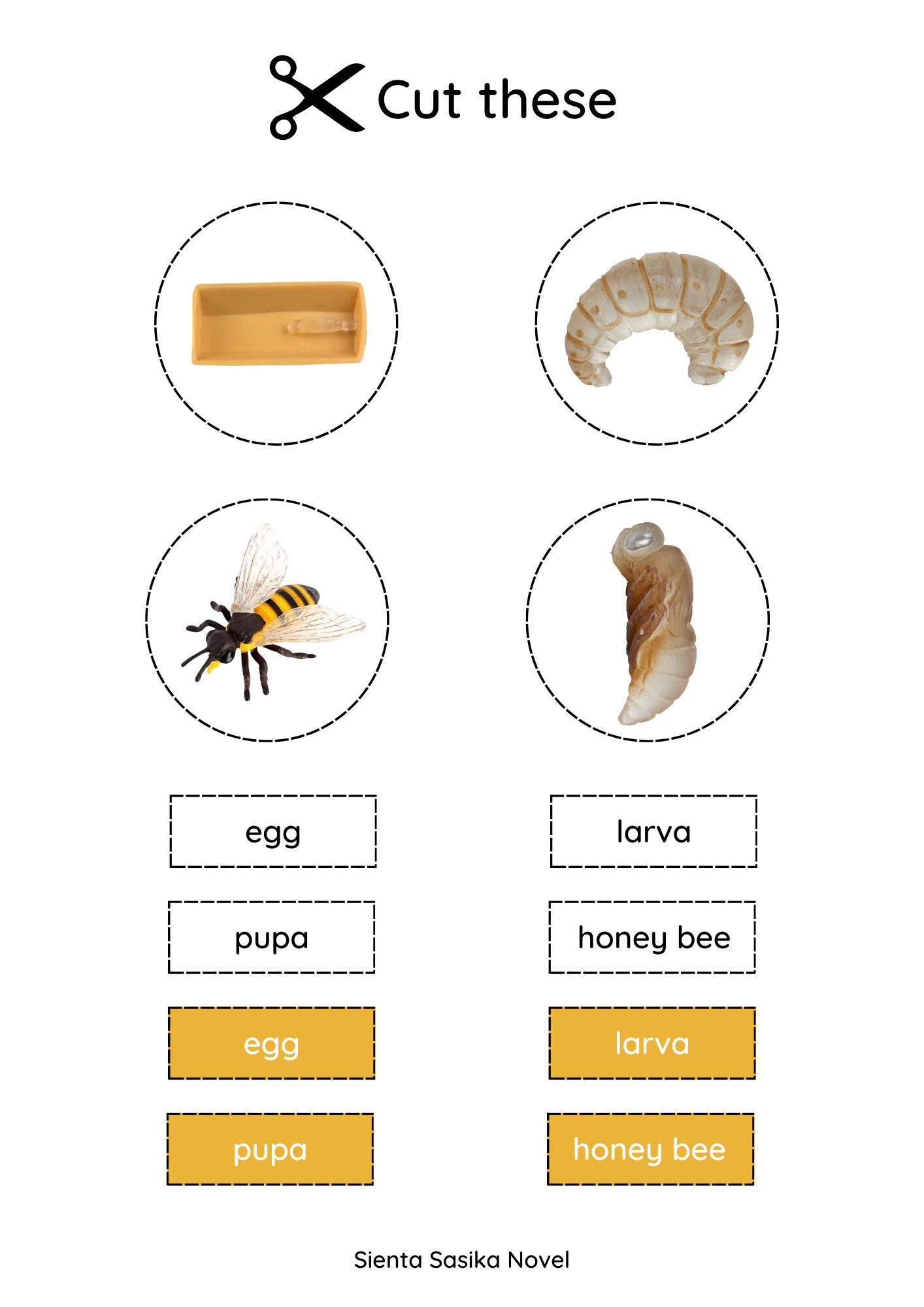 LIFE CYCLE: Honey Bee Life Cycle for Your Figurine Life Cycle Material ...