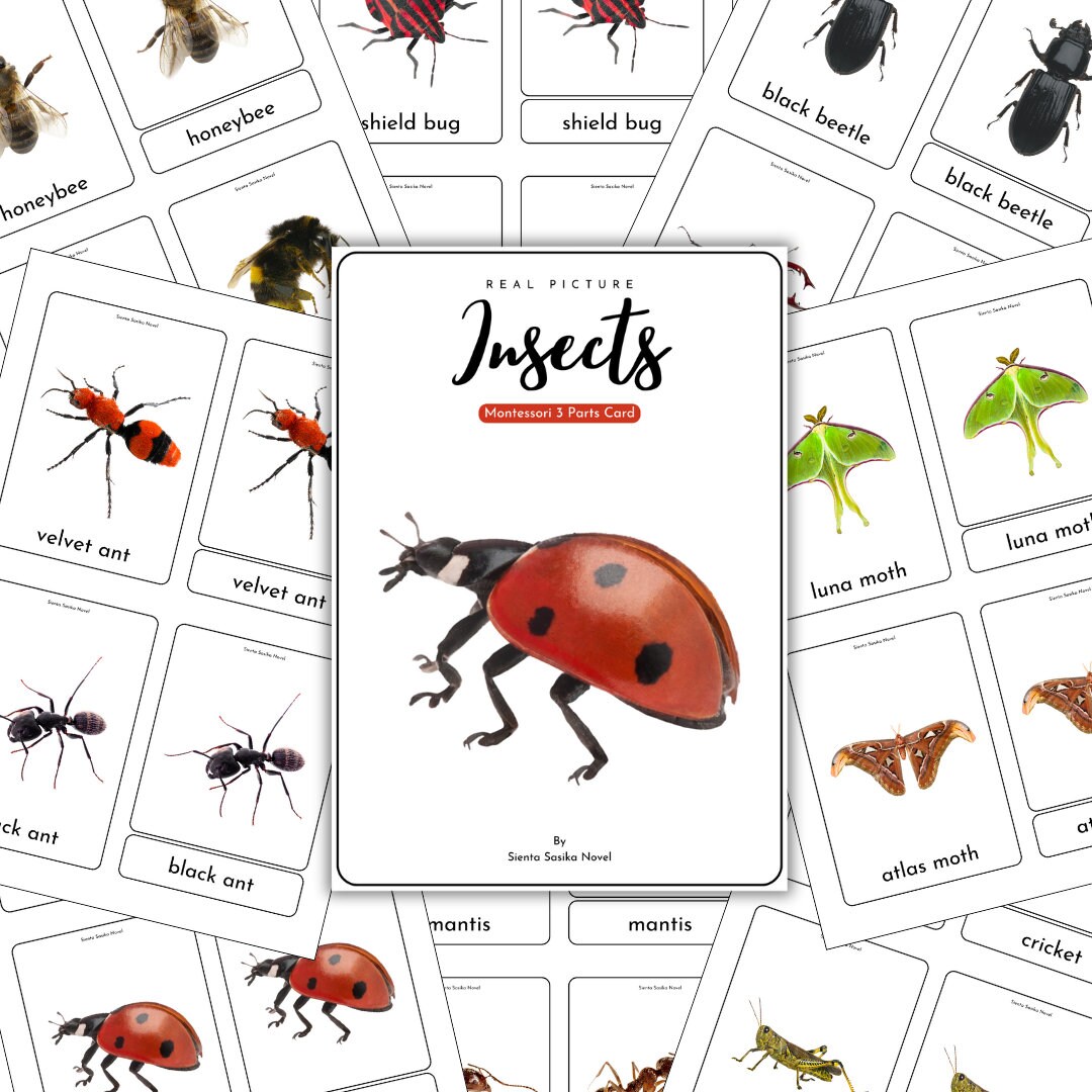 MONTESSORI 3 PARTS CARD: Real Picture of Insects | Homeschool, Home ...