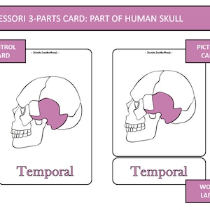 HUMAN SKULL: Montessori 3 Parts Card and 68 Pages Worksheet | Skull ...