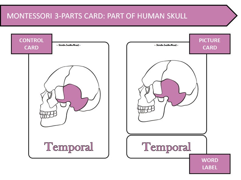 HUMAN SKULL: Montessori 3 Parts Card and 68 Pages Worksheet | Skull ...