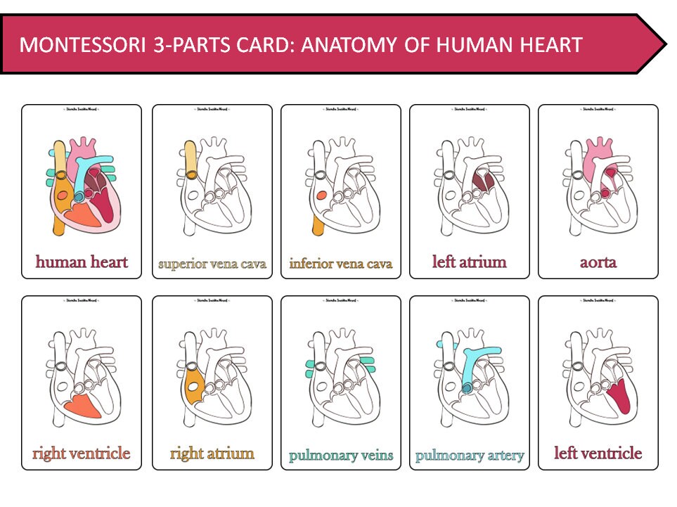 Human Heart Anatomy: Montessori 3-part Cards & Worksheets (PDF) - Etsy