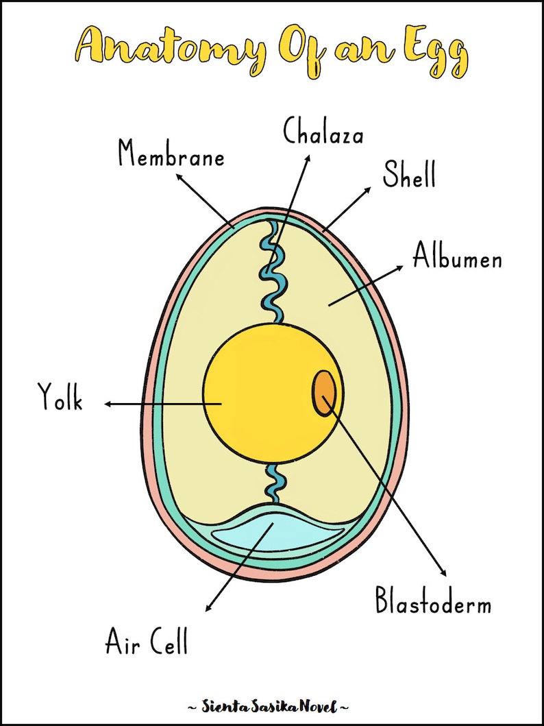 ANATOMY of AN EGG: Montessori 3 Parts Card and 50 Worksheet - Etsy
