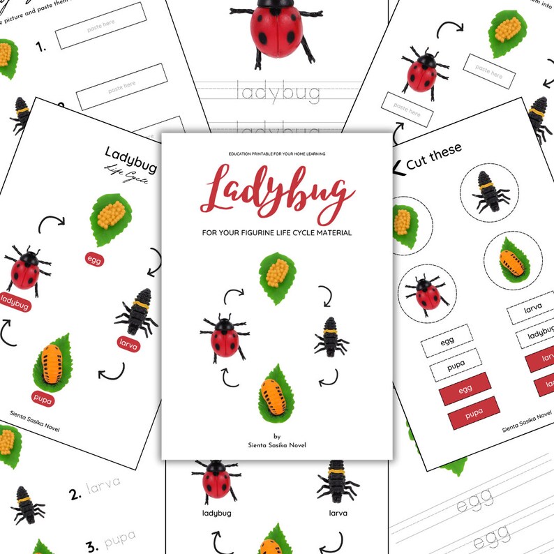 LIFE CYCLE: Ladybug/ladybird Life Cycle for Your Figurine Life Cycle ...